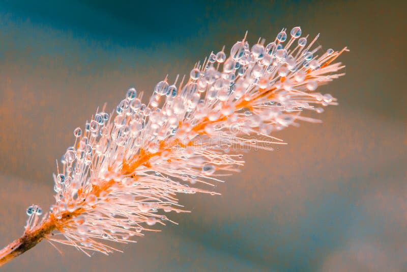 Water Droplets on Grass Flowers Stock Photo - Image of stem, summer ...