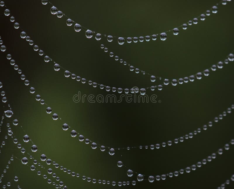 Water Droplets on a Spiders Web Stock Photo - Image of organism ...