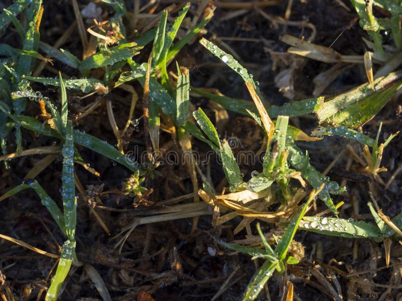 Water Droplets Hanging from a Thorn Leaf of a Tree Stock Image - Image ...