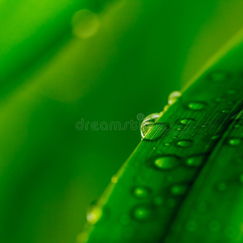 Water Droplets on a Leaf stock photo. Image of flora - 145684342