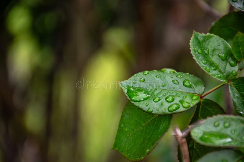 Water Droplets on a Leaf stock photo. Image of water - 376923084