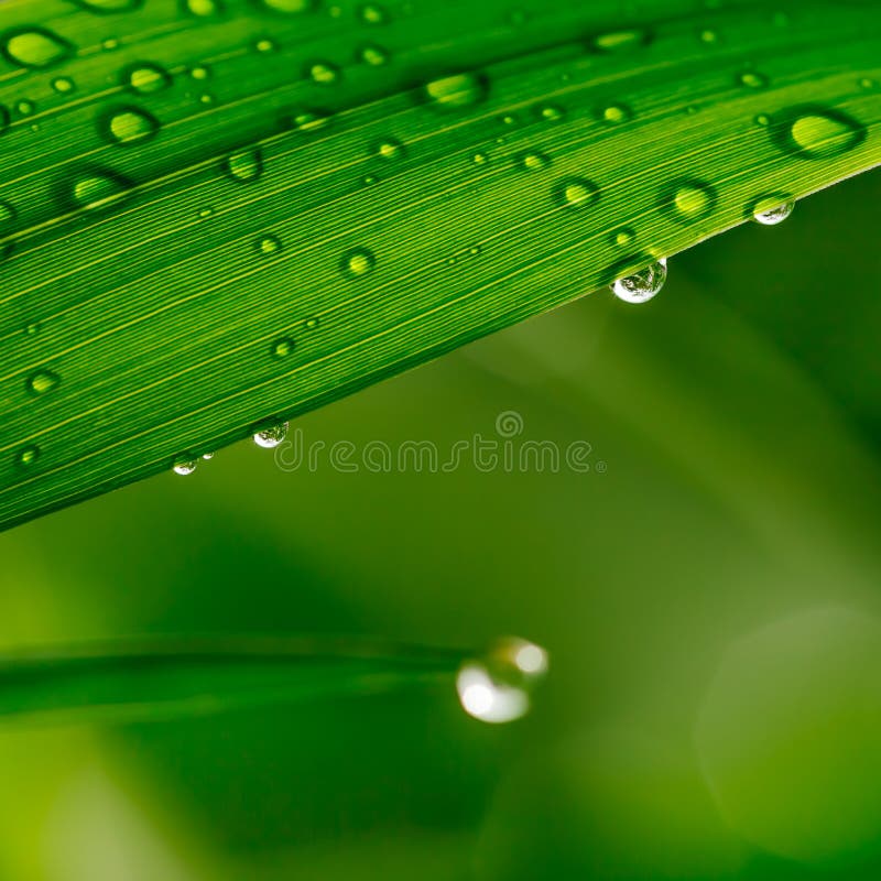 Water Droplets on a Leaf stock image. Image of refreshing - 145684171