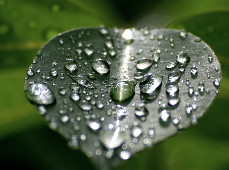 Water droplets in a leaf stock photo. Image of snlight - 207938012