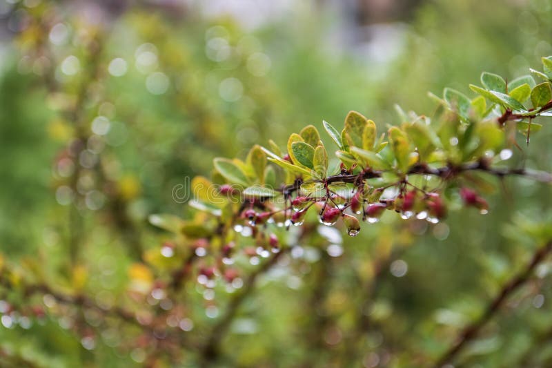 Water Droplets on the Leaves of Barberry Stock Photo - Image of leaf ...