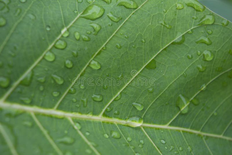 Water droplets on leaves stock photo. Image of leaves - 79649666