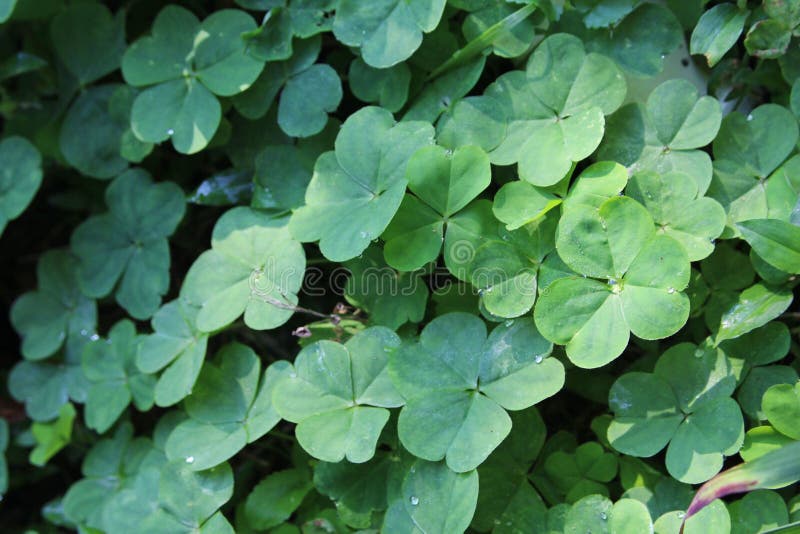 Water Droplets on Clover Patch Stock Photo - Image of meadow, plant ...