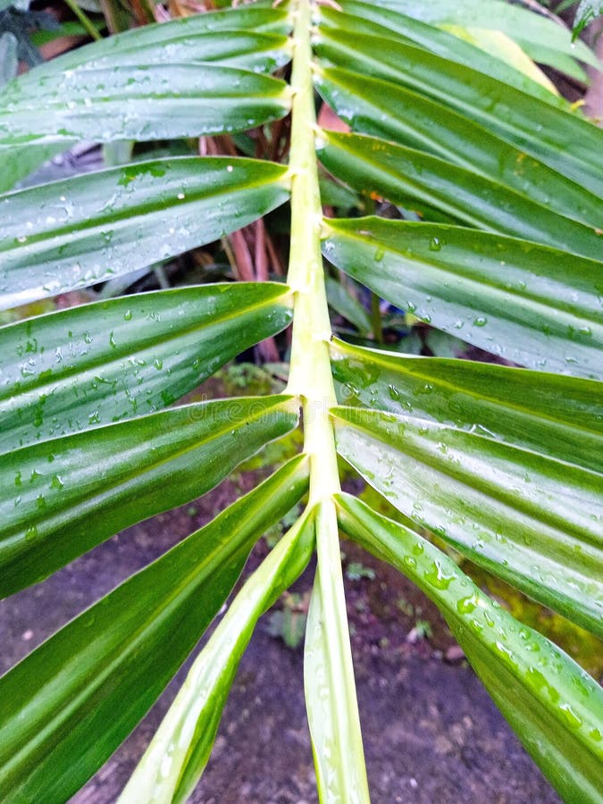 Water Droplets Over the Surface of Acorus Leaves in the Morning Stock ...