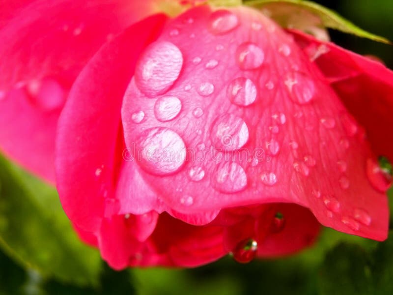 Water Droplets on Pink Rose Stock Image - Image of flowers, droplets ...