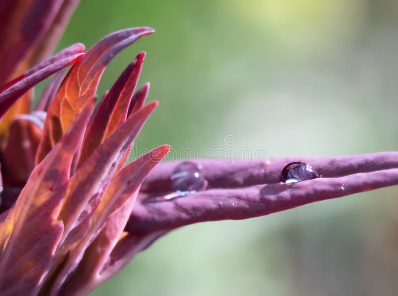 Water Droplets on Purple Leaf from Spring Rain Stock Image - Image of ...