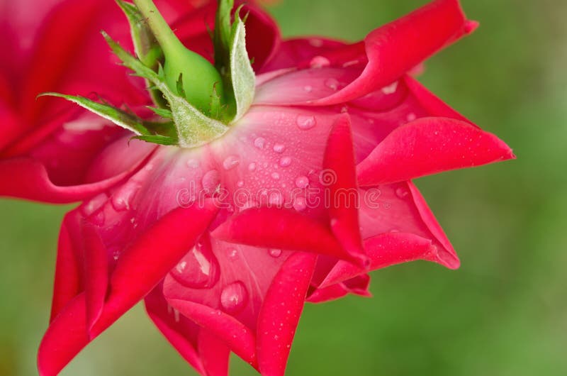 Underside Red Rose Flower Stem Stock Photos - Free & Royalty-Free Stock ...