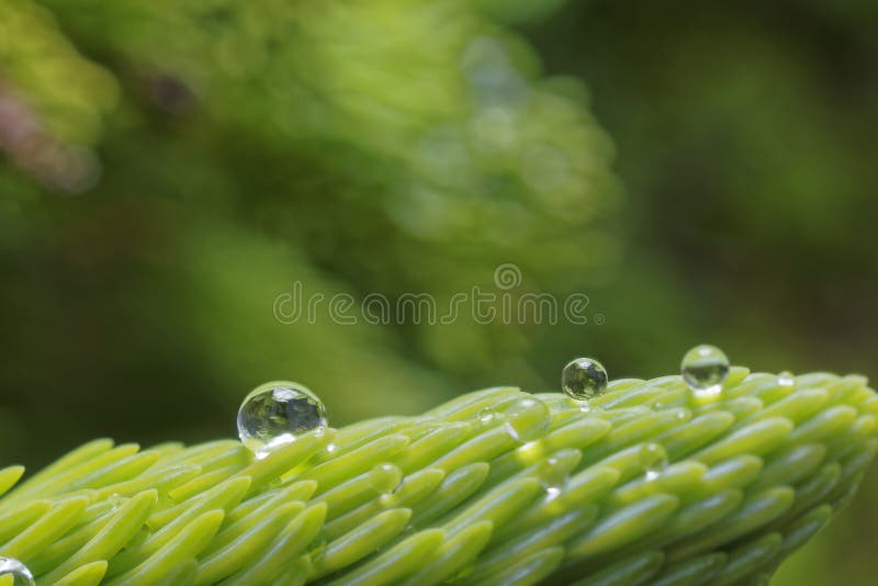 Water Droplets on a Fir Tree Stock Image - Image of decorative, green ...