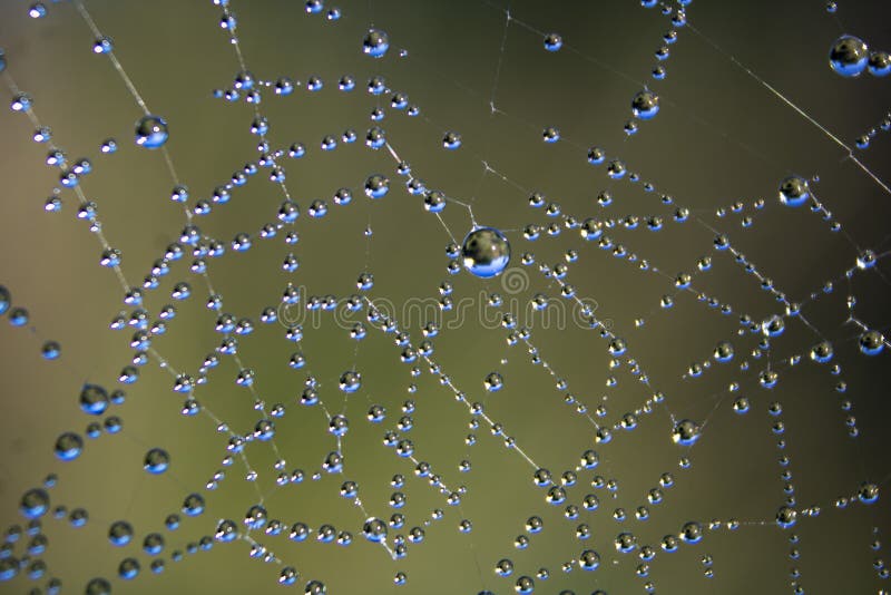 Water Droplets on the Cobweb Stock Photo - Image of droplets, gold ...