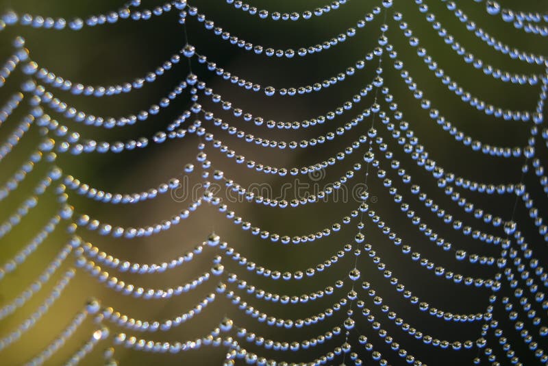 Water Droplets on the Cobweb Stock Photo - Image of droplets, gold ...
