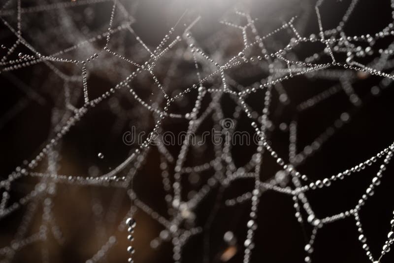 Water Droplets on Spider Web in the Forests Stock Image - Image of ...