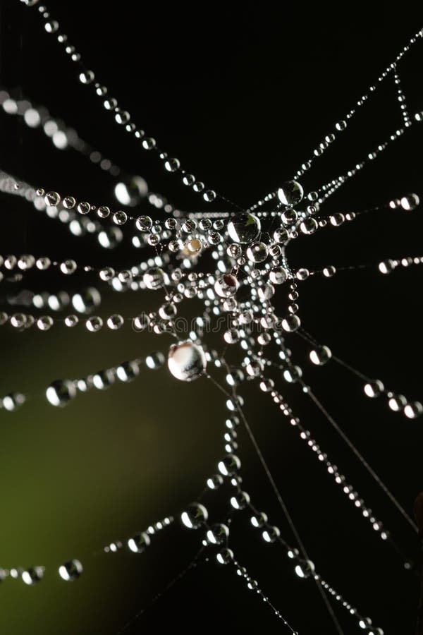 Water Droplets on Spider Web in the Forests Stock Photo - Image of ...