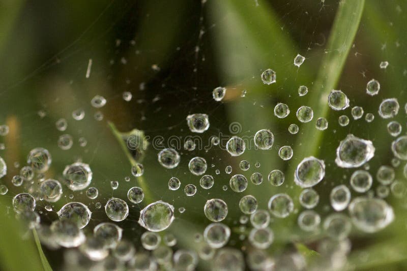 Water Droplets On Spider Web Stock Image - Image of raindrop, leaf ...