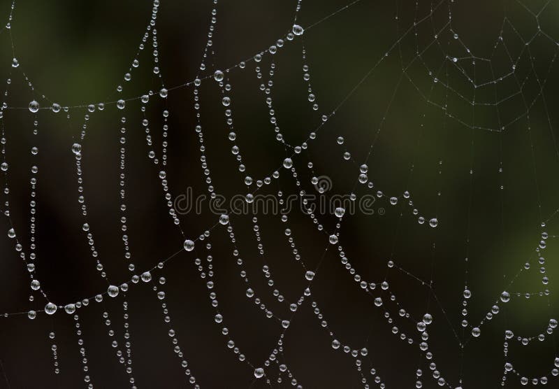 Water Droplets on a Spiders Web Stock Photo - Image of raindrops, drops ...
