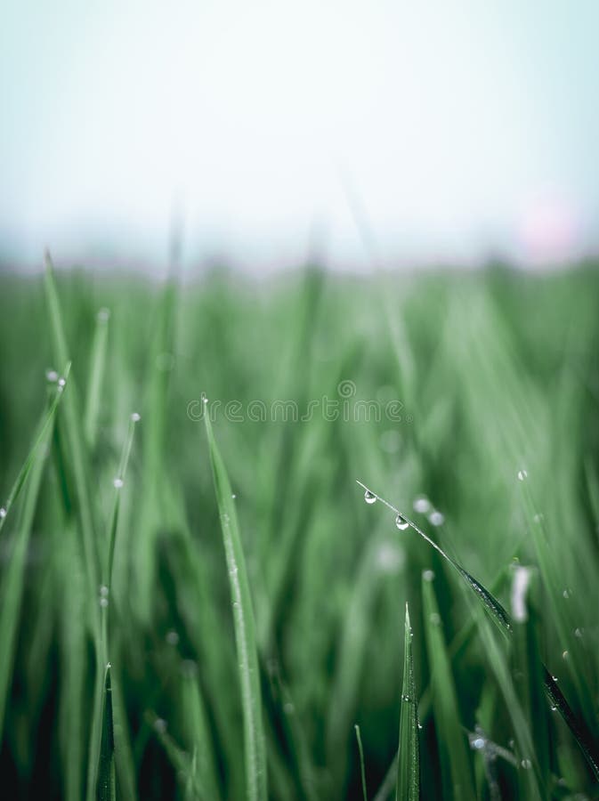 Water Droplets on the Top of Rice Leaves Stock Image - Image of rain ...