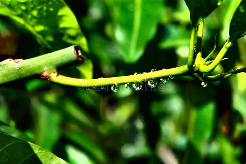 Water Droplets on the Twig of Mango Stock Image - Image of nature ...