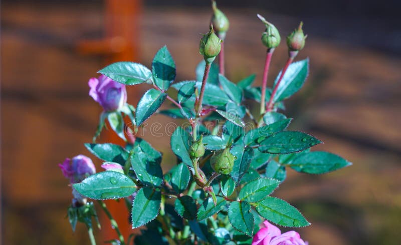 Water Droplets on Unopened Rose Buds Stock Image - Image of outdoors ...