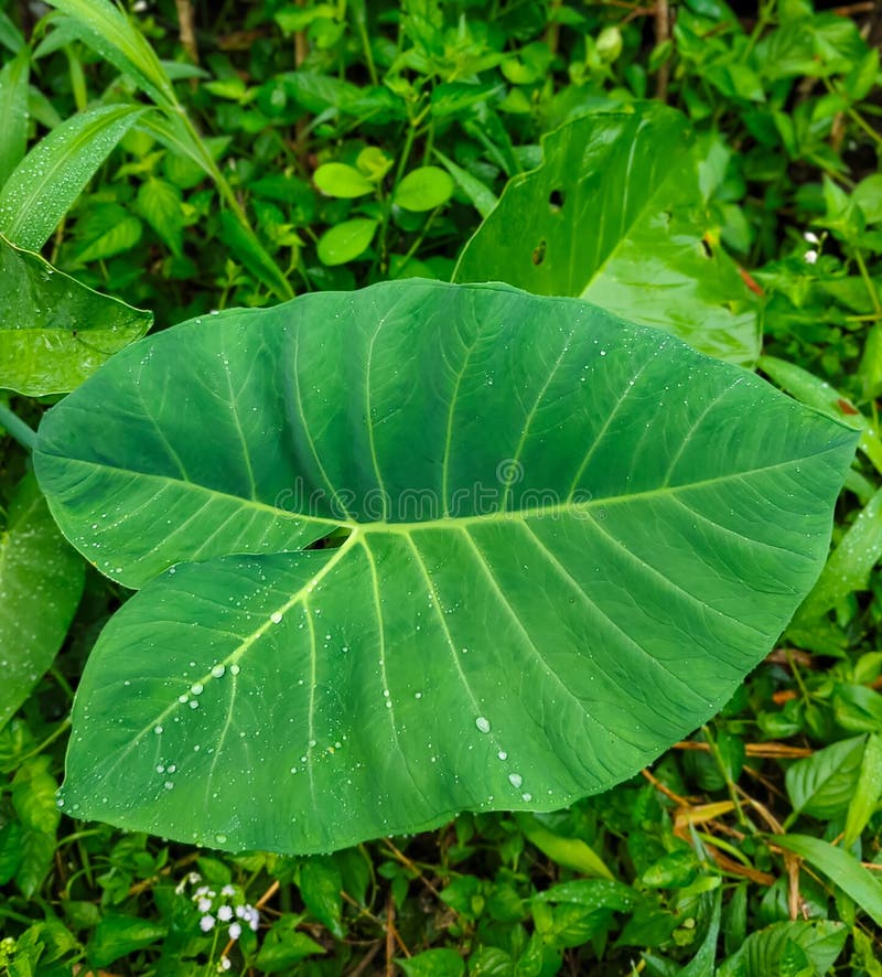Water Droplets are Visible on the Taro Leaves Stock Photo - Image of ...