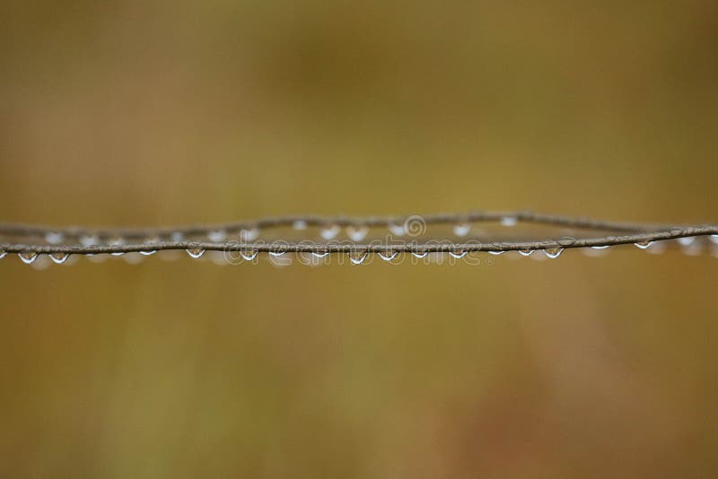 Water Droplets on Washing Line. Stock Image - Image of africa, wildlife ...