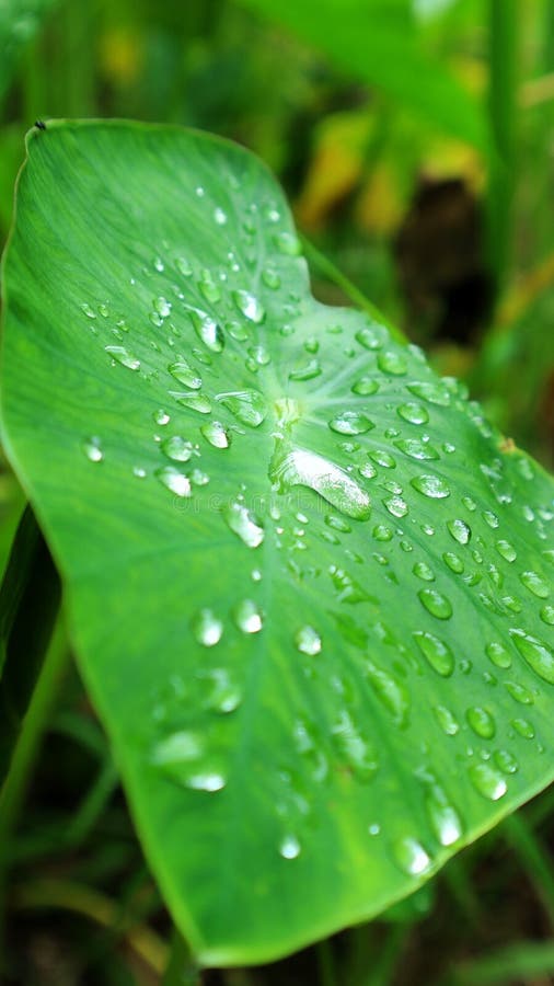 Water Droplets on the Waterproof Taro Leaf Surface Stock Image - Image ...