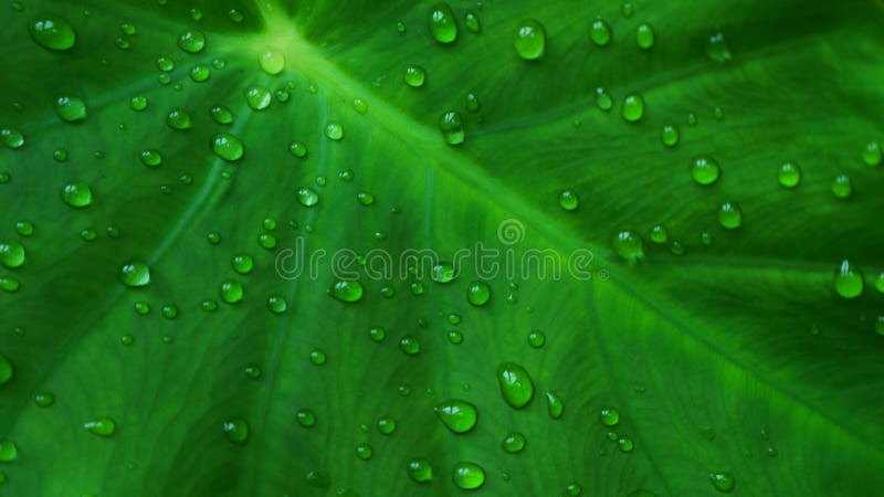 Water Droplets on the Waterproof Taro Leaf Surface Stock Photo - Image ...