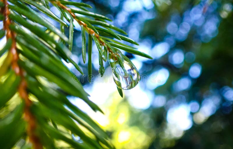 Water dropping stock photo. Image of nature, leaf, dropping - 199239284