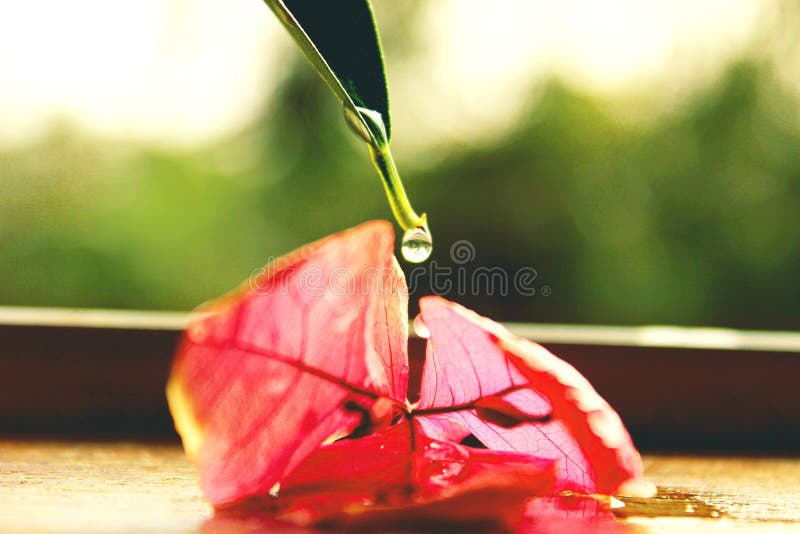 Water Dropping on the Red Azalea Stock Photo - Image of blow, scene ...