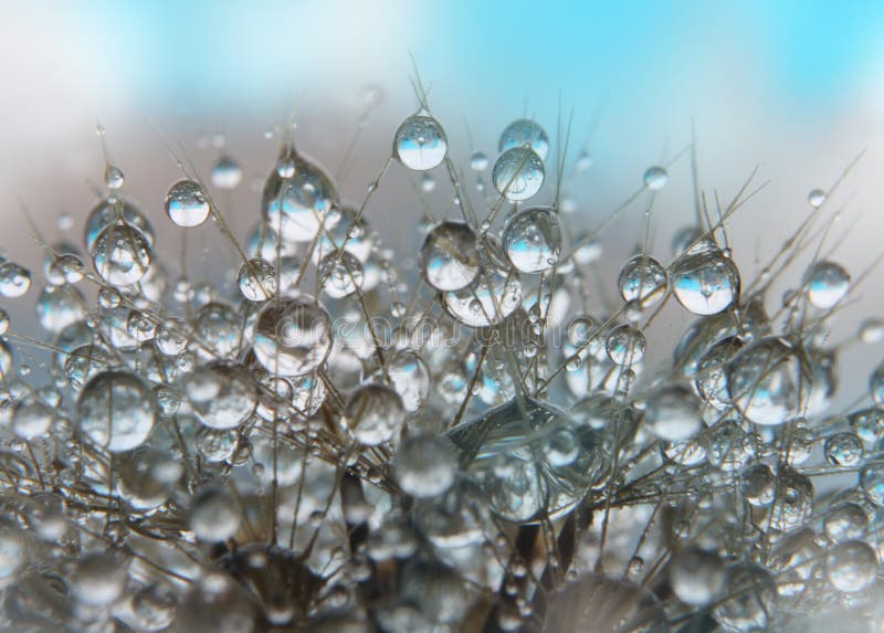 Water drops stock image. Image of natural, botanic, fade - 11099981