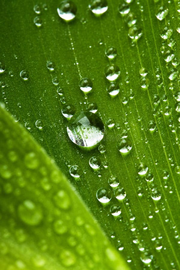 Water Drops Picture. Image: 14448399
