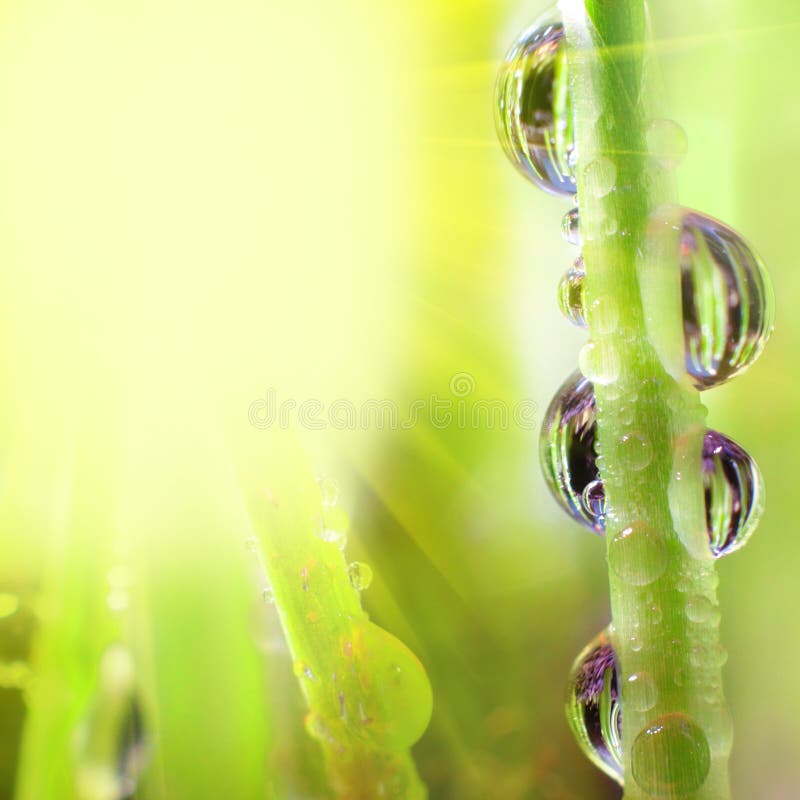 Nature: Water Drops on Leaves Stock Photo - Image of vibrant, raindrops ...