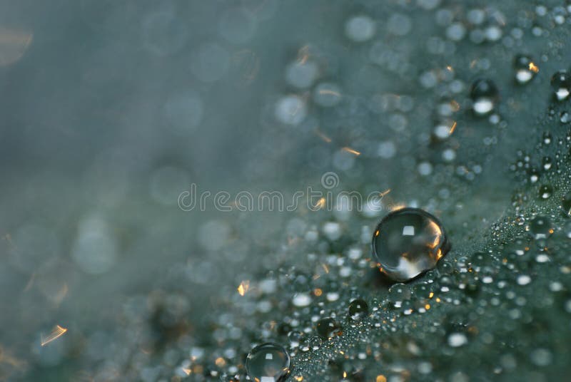 Morning drops stock image. Image of light, sparkling, shadow - 169887