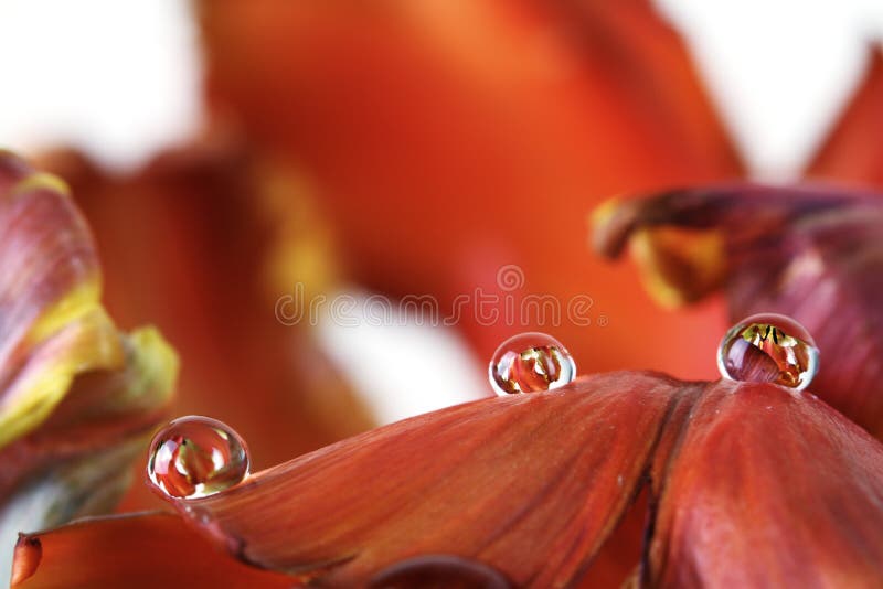 Water drops stock image. Image of green, closeup, purple - 24355287