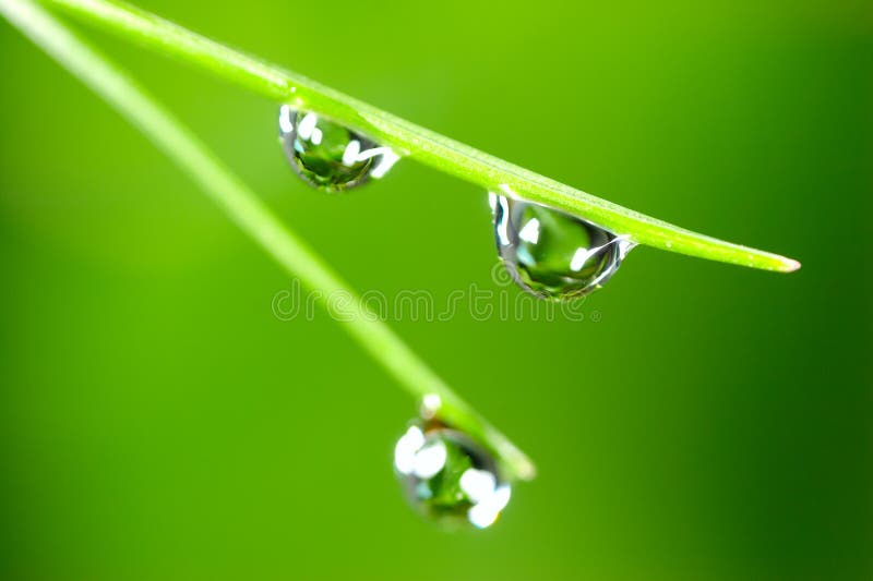 Water Drops stock image. Image of fresh, clear, drip, beginning - 2556887