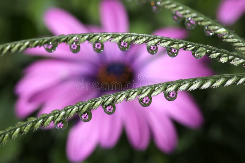 Water Drops with African Daisy Flower Reflection, Macro Stock Image ...