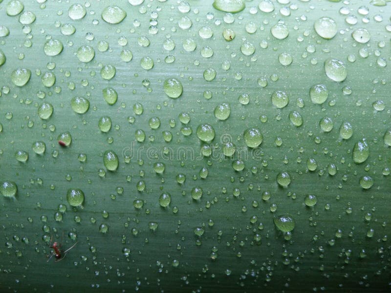 Water drops stock photo. Image of raindrops, leave, specific - 100891088