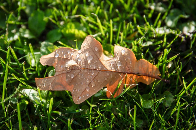 Water Drops on the Autumn Leaf from an Oak Tree on the Ground Stock ...