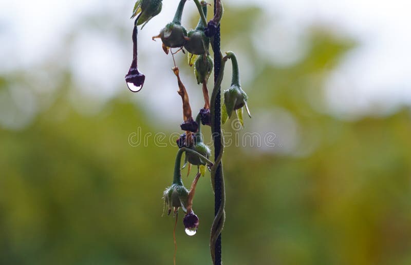 Water Drops on Bell Flower Buds Stock Photo - Image of natural, garden ...