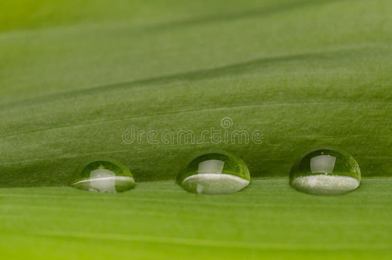 Water drops stock image. Image of beauty, bright, raindrop - 41099155