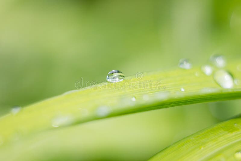 Water drops on a big stock image. Image of drop, natural - 136771941