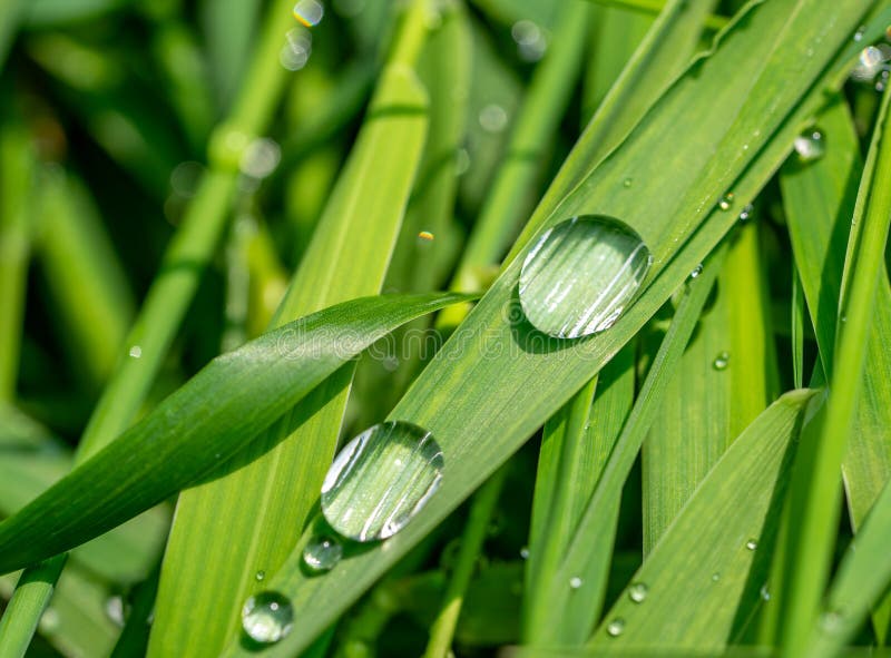 Water Drops on Blade of Grass Stock Image - Image of summer, drops ...