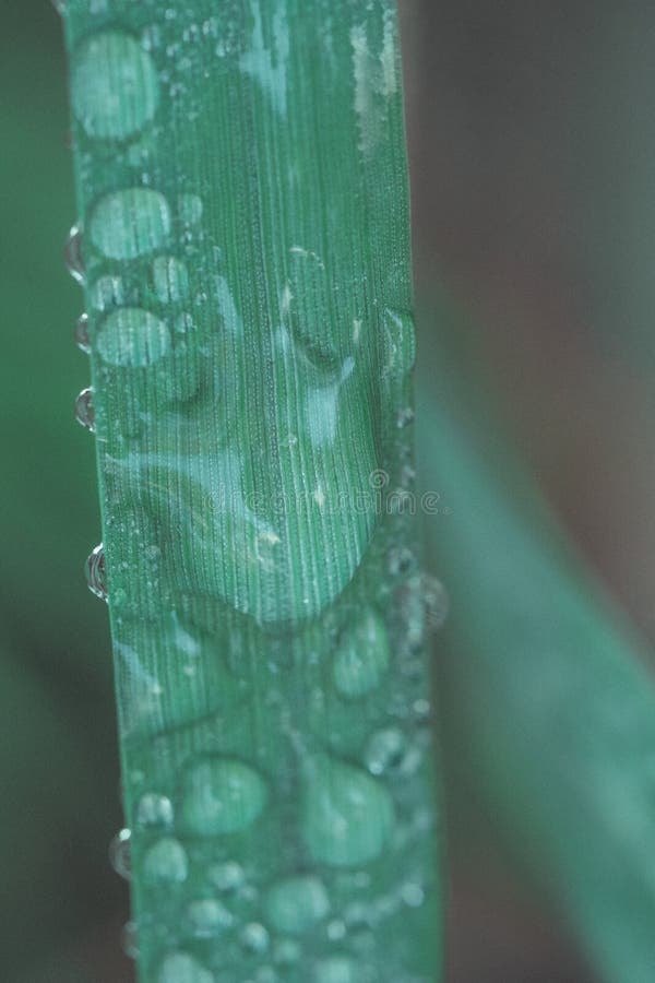 Water Drops on a Blade of Grass, Closeup of Photo. Stock Photo - Image ...