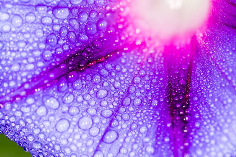 Water Drops Blue Flower in Nature. Close Stock Photo - Image of botany ...