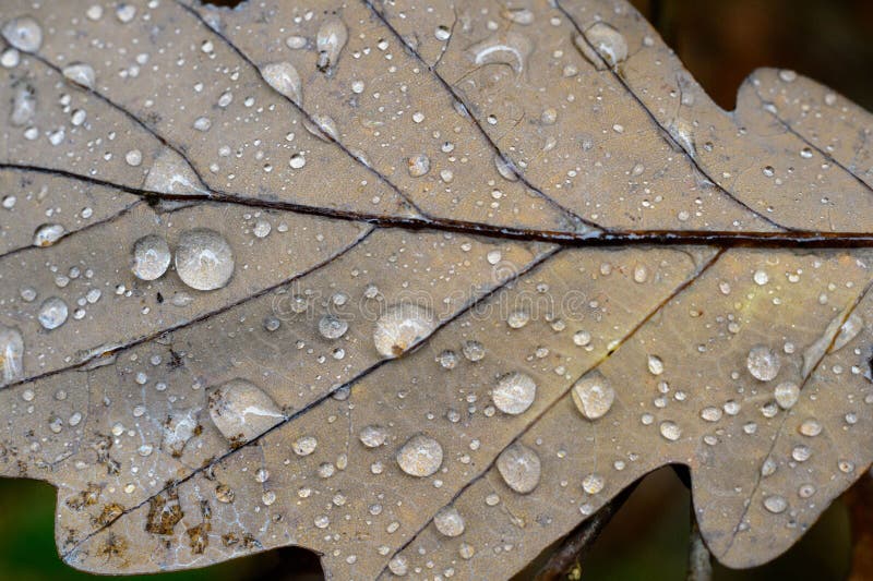Water Drops on the Bottom of a Grey Leaf Stock Photo - Image of ...