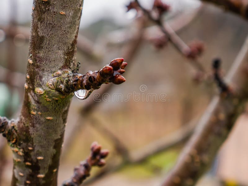 Cherry Branches in the Winter Creating New Shoots Stock Photo - Image ...