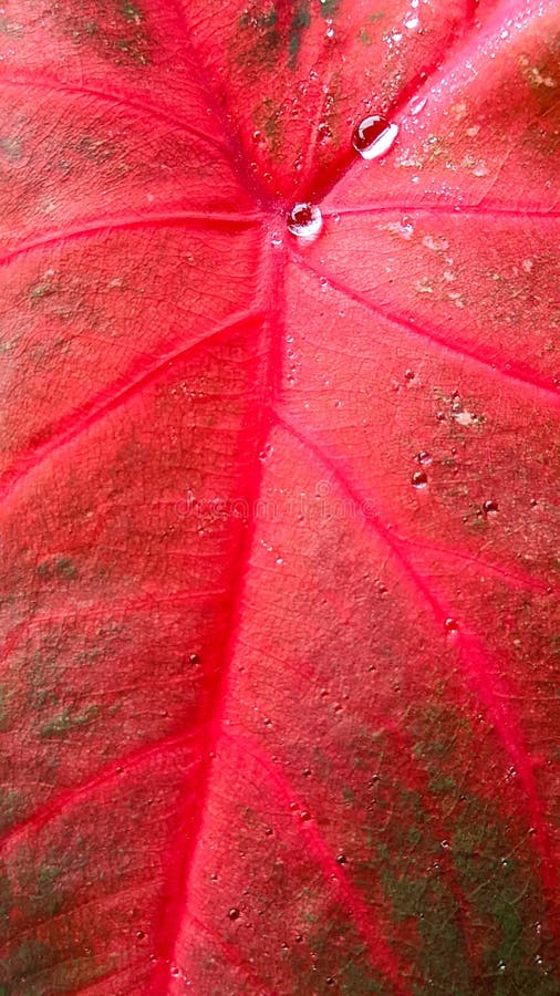 Water Drops on the Caladium Leaf, Just after the Rain Stock Photo ...