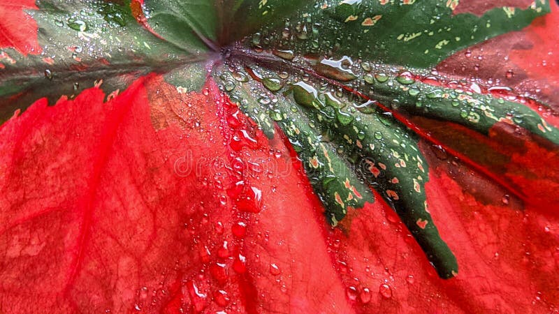 Water Drops on the Caladium Leaf, Just after the Rain Stock Photo ...