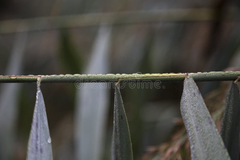 Water Drops on Cane in Early Morning Stock Image - Image of green ...